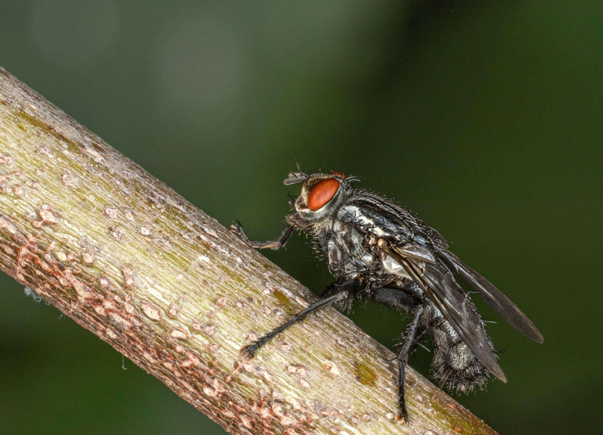 Fly Control & Extermination Service | Pasadena Pest Control