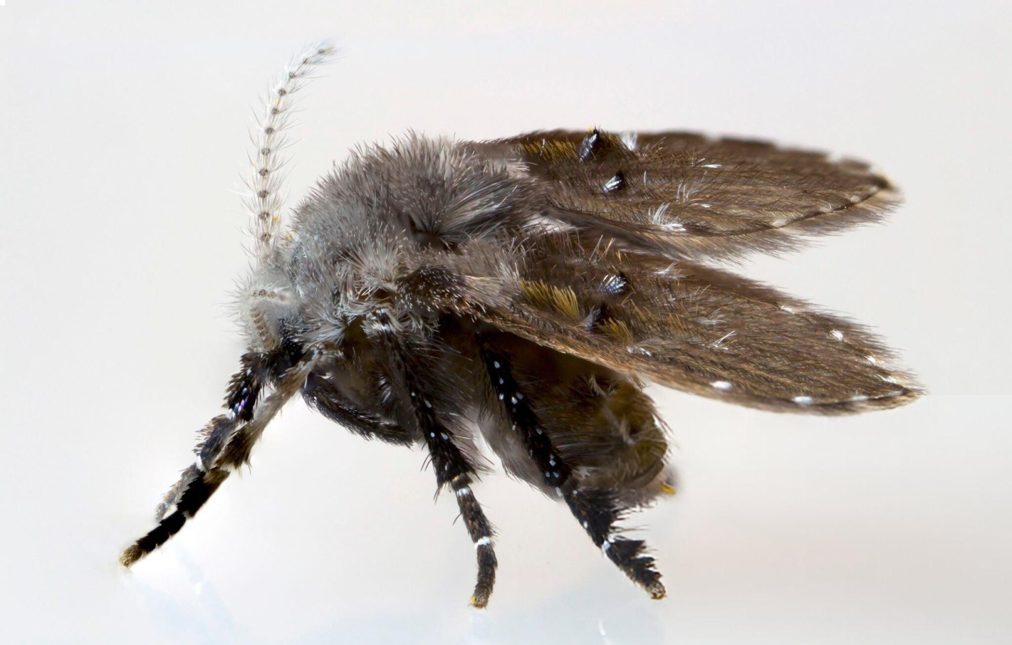 Fly Control & Extermination Service | Pasadena Pest Control