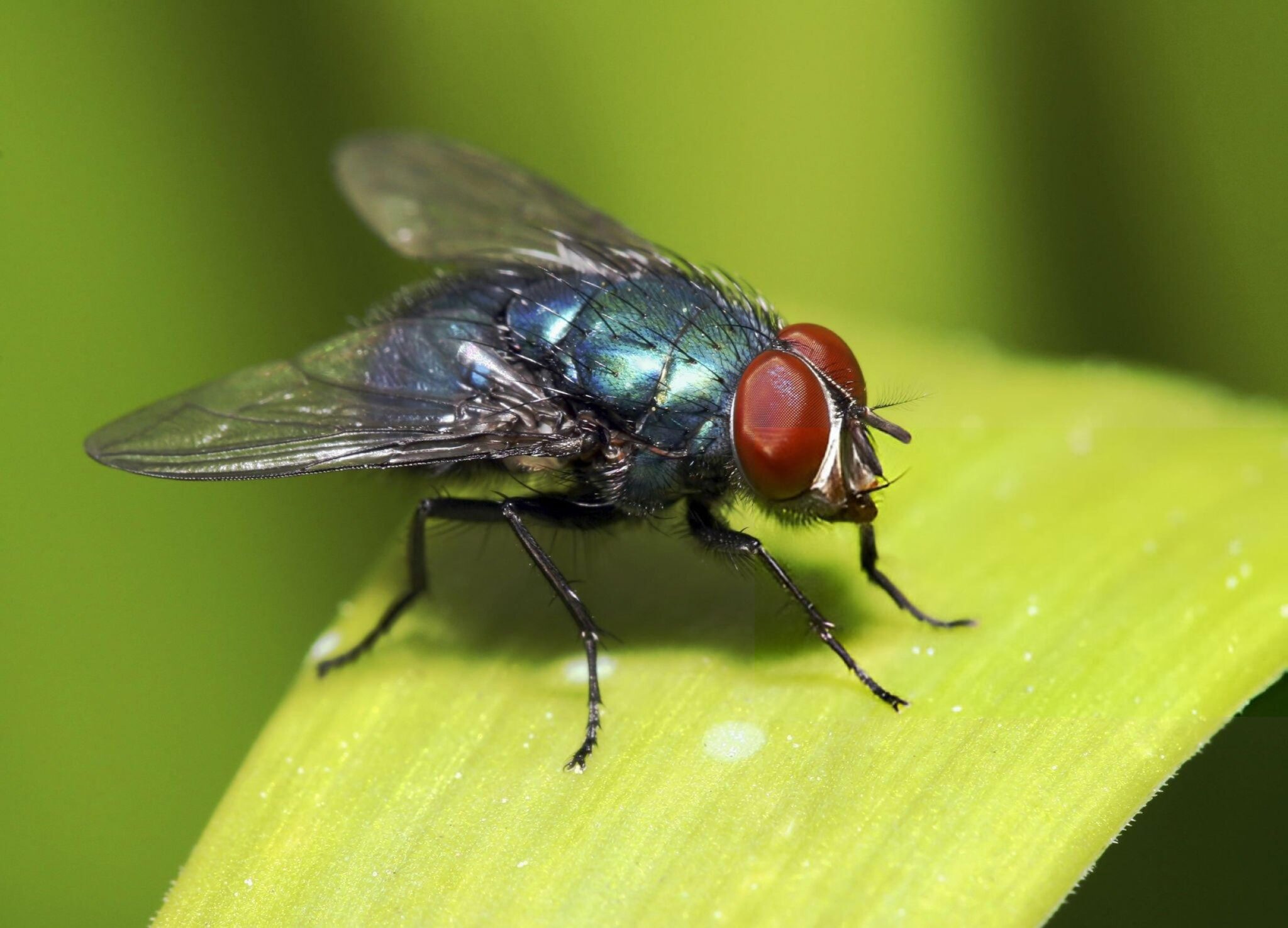 Fly Control & Extermination Service | Pasadena Pest Control