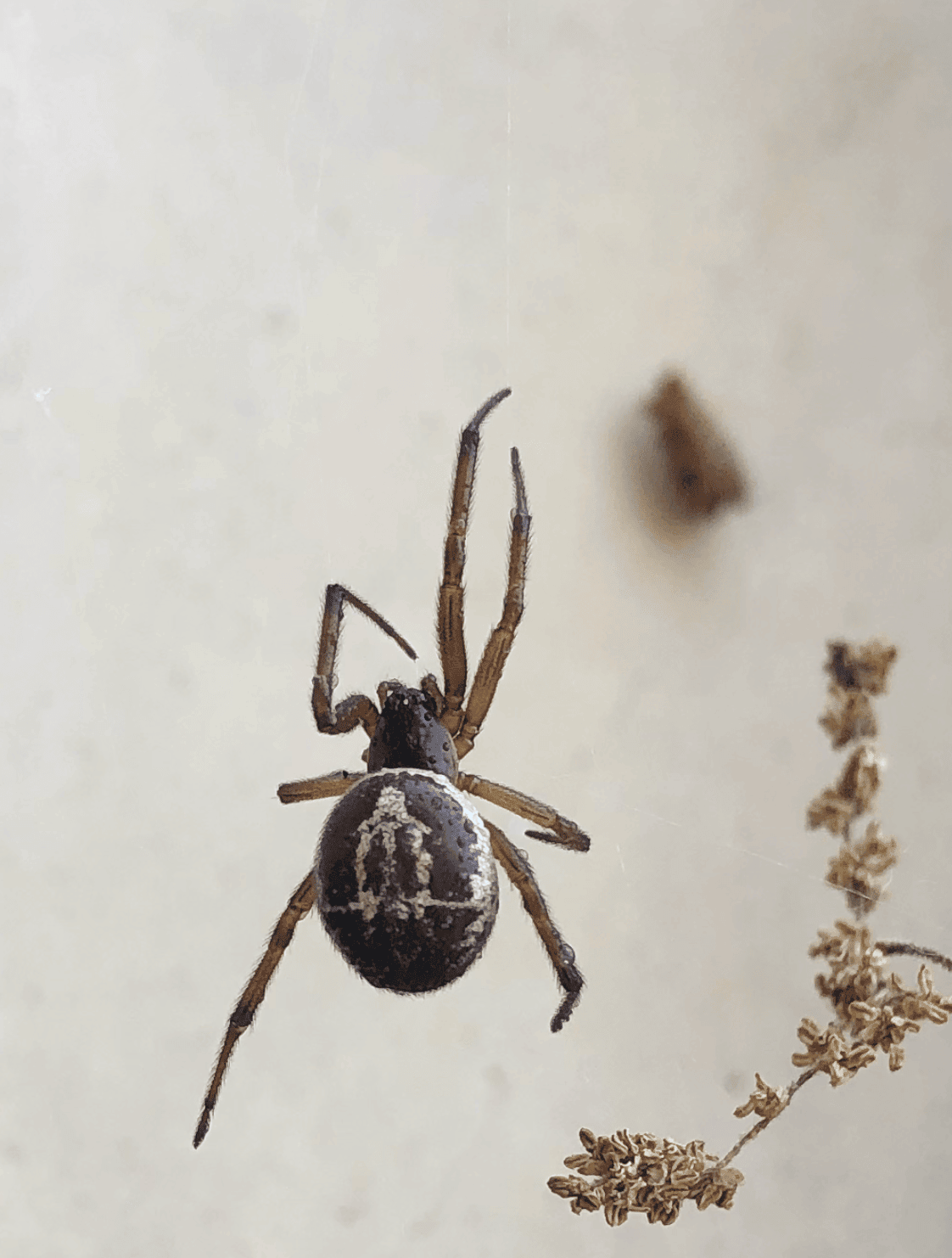 Spider Control & Exterminator Service | Pasadena Pest Control