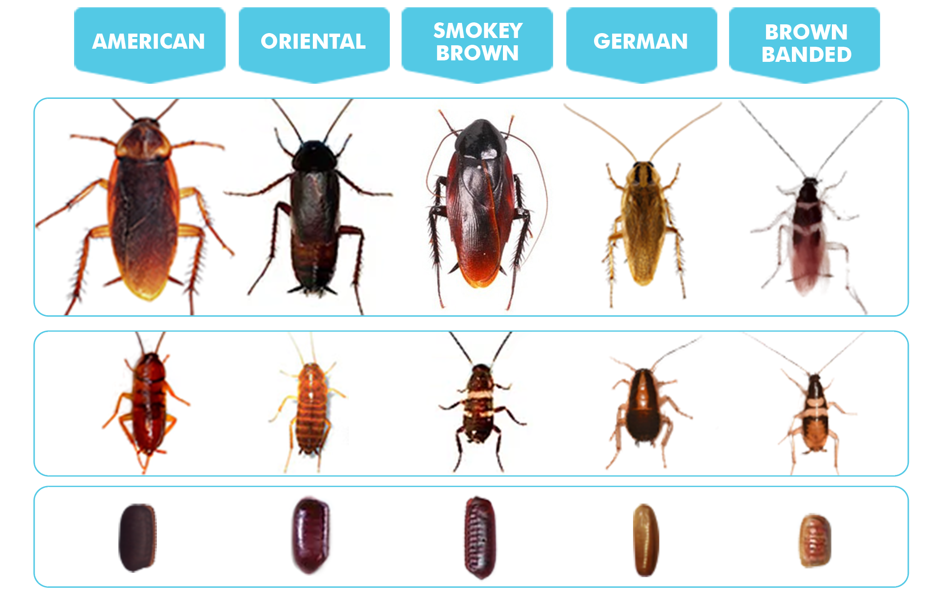 I'm Not Sure Which Roach I Have - pasadena