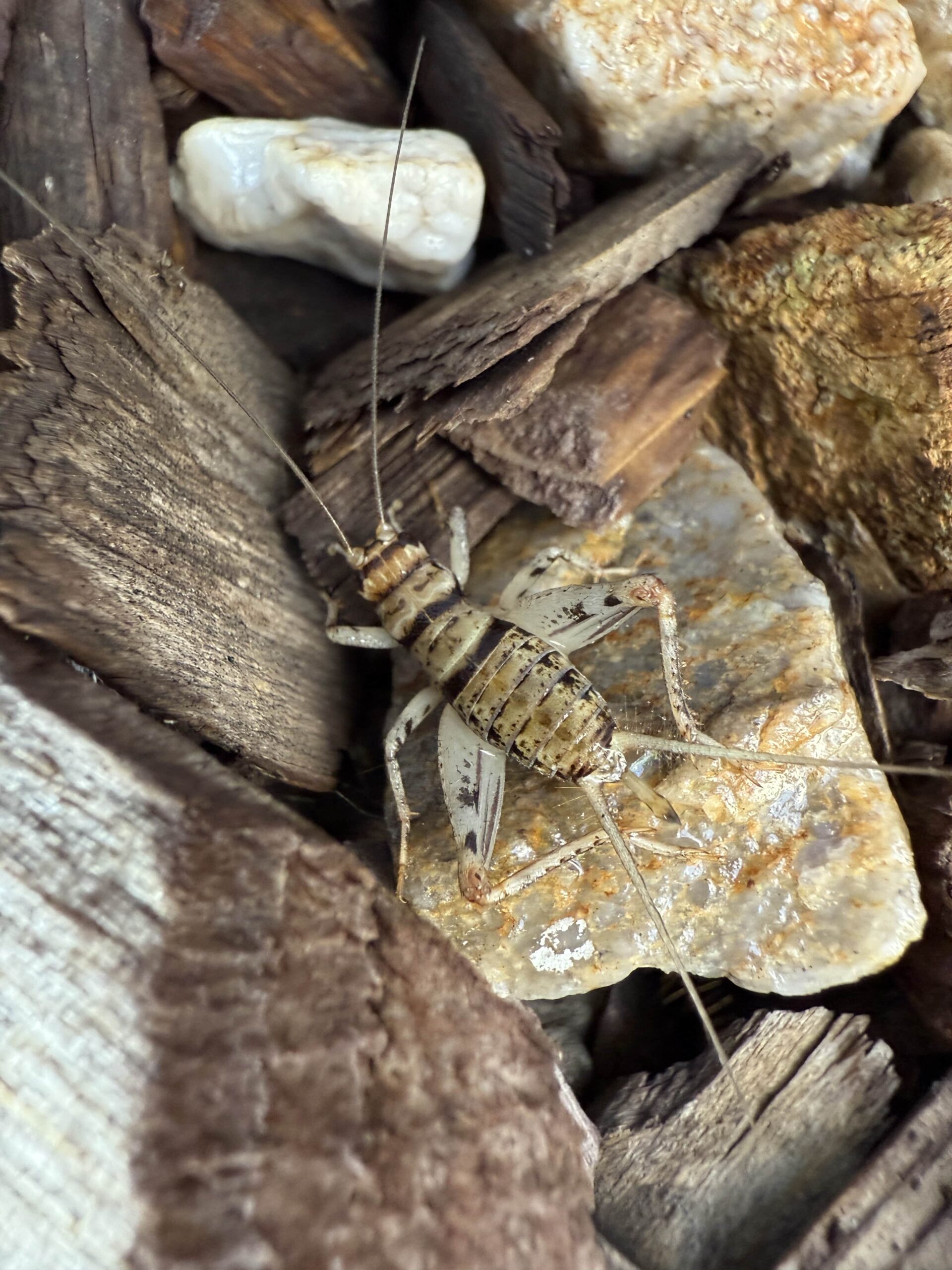 Cricket Exterminator & Pest Control Service | Pasadena Pest Control