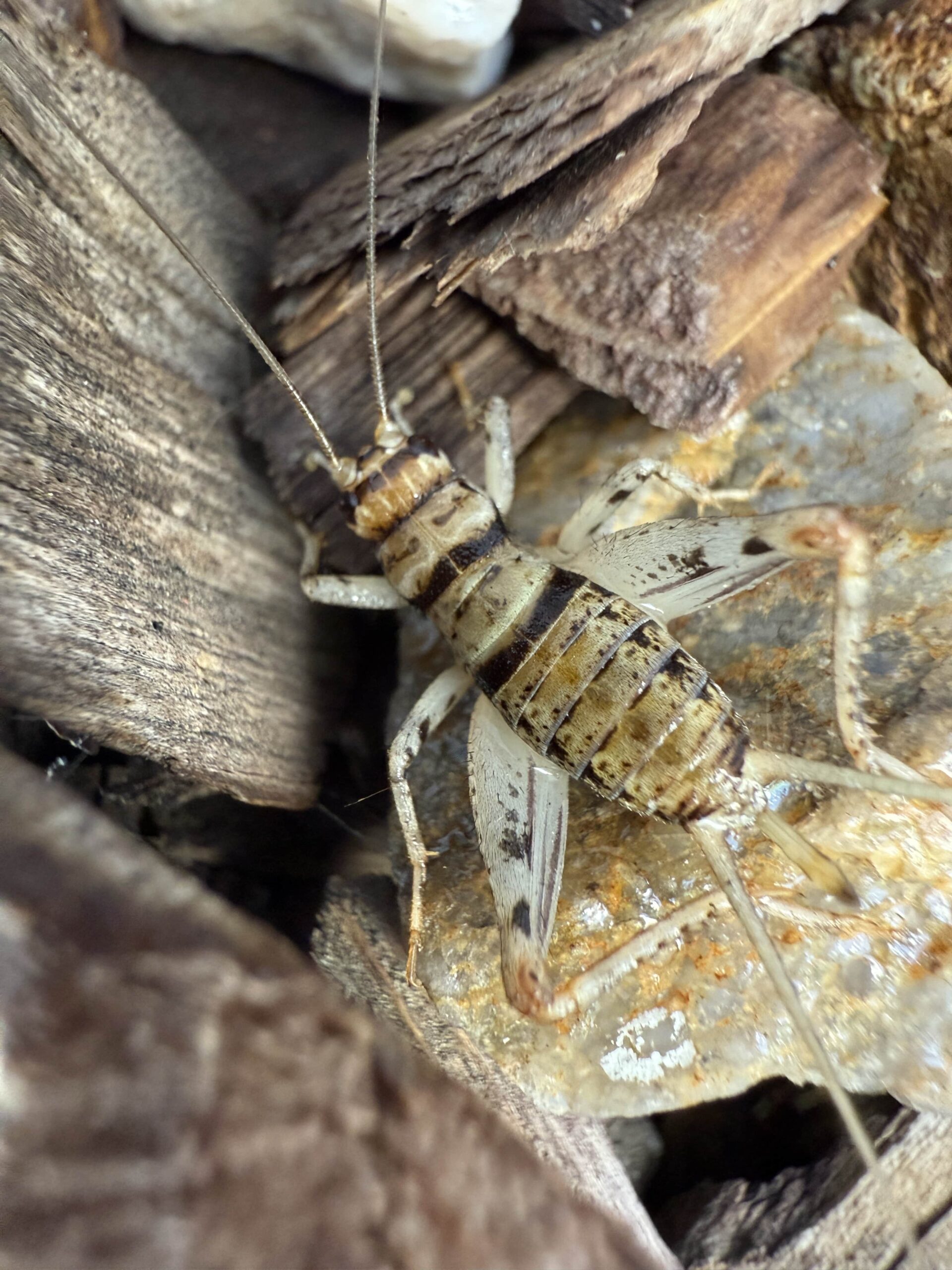 Cricket Exterminator & Pest Control Service | Pasadena Pest Control