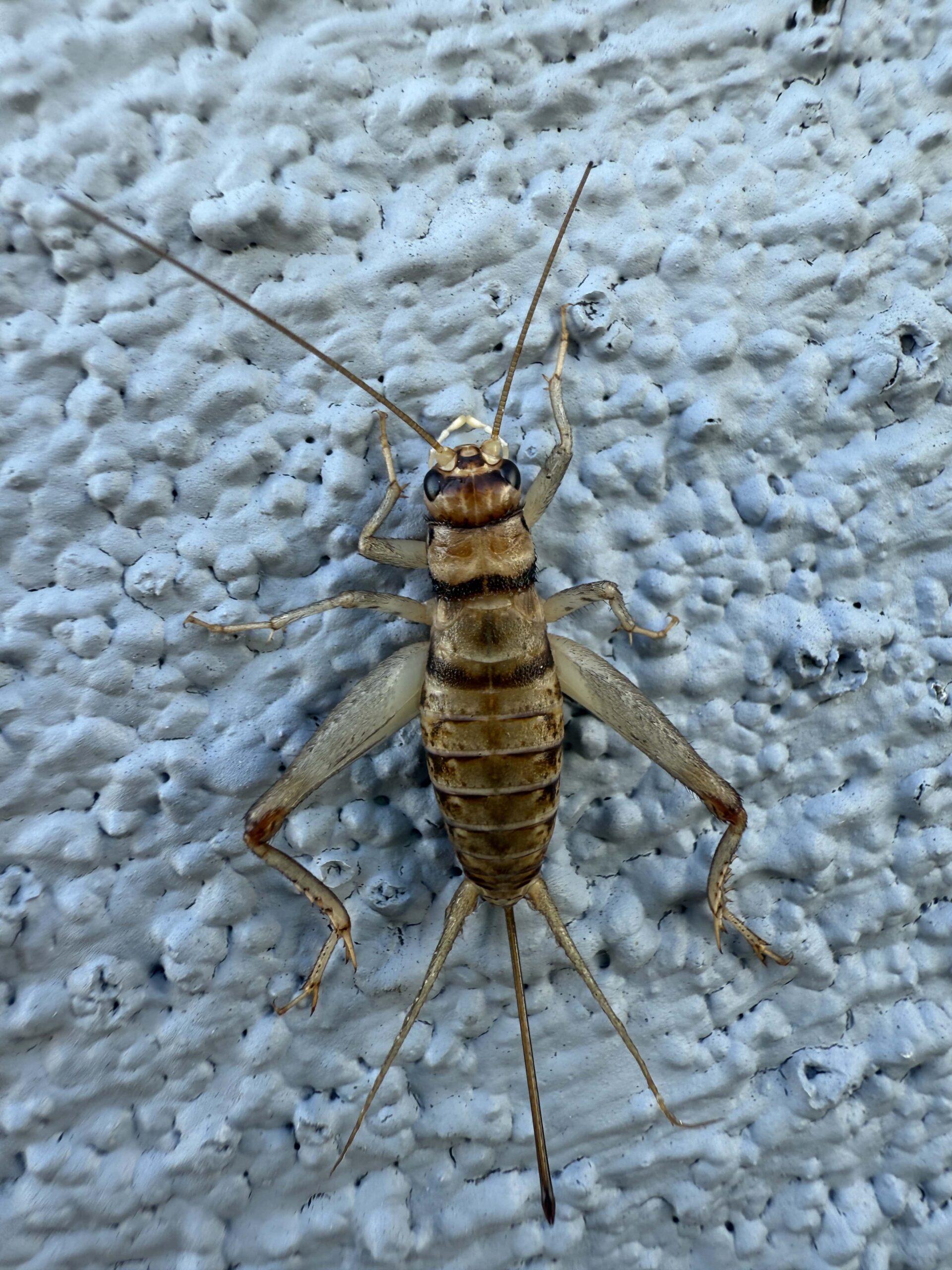 Cricket Exterminator & Pest Control Service | Pasadena Pest Control