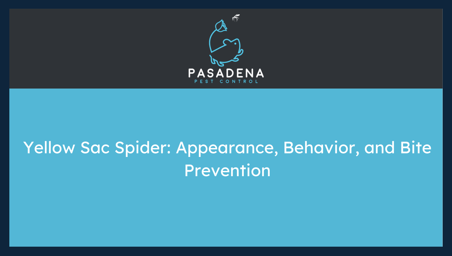 Yellow Sac Spider: Appearance, Behavior, and Bite Prevention